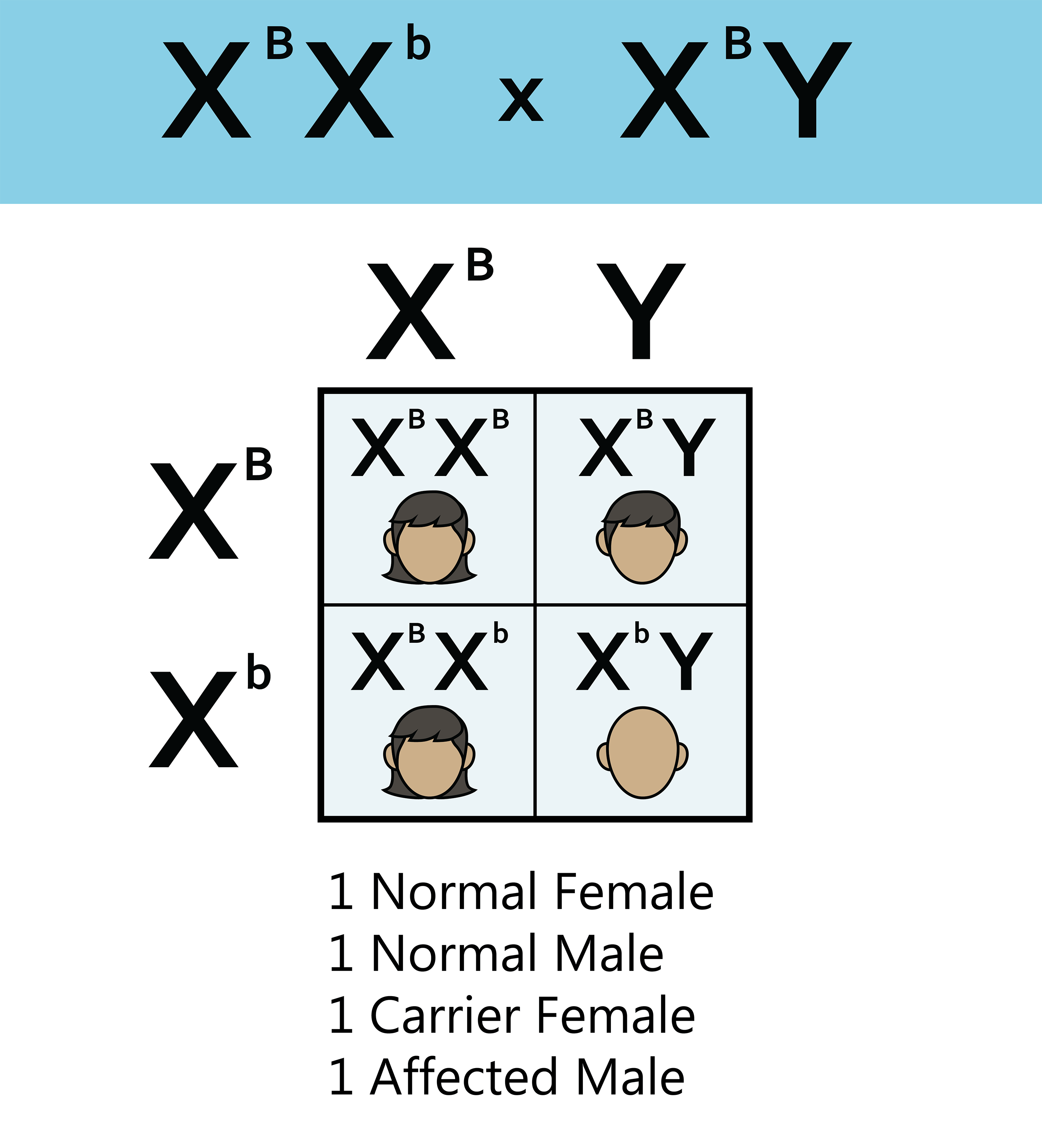 Rett Syndrome Punnett Square 7421